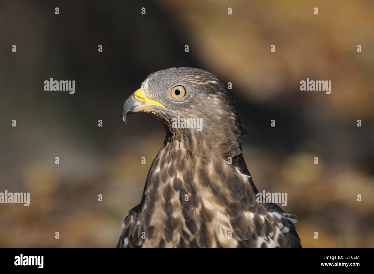 Portrait of European Honey Buzzard in autumn Stock Photo - Alamy