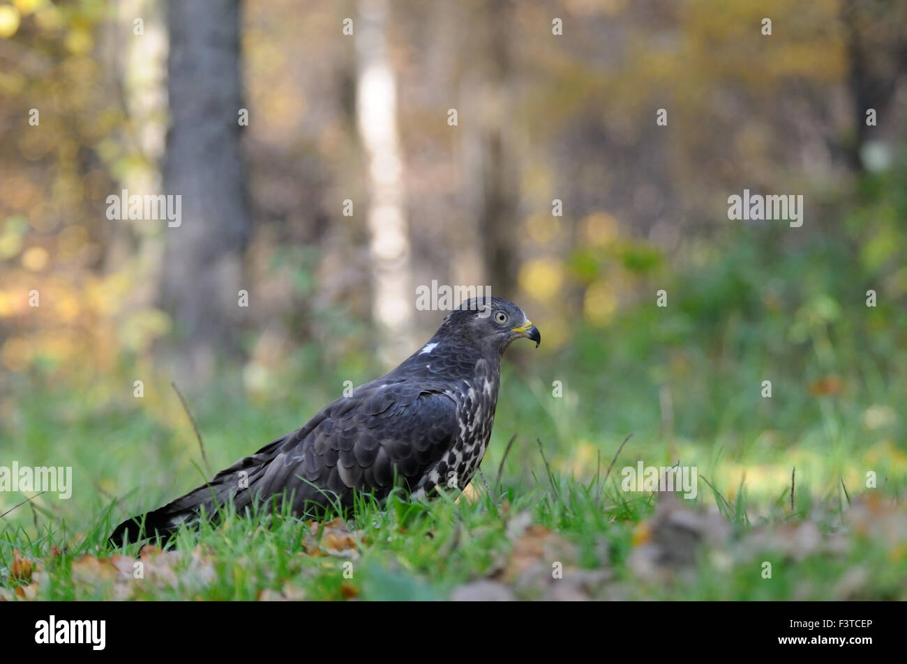 Buzzard in the forest hi-res stock photography and images - Alamy