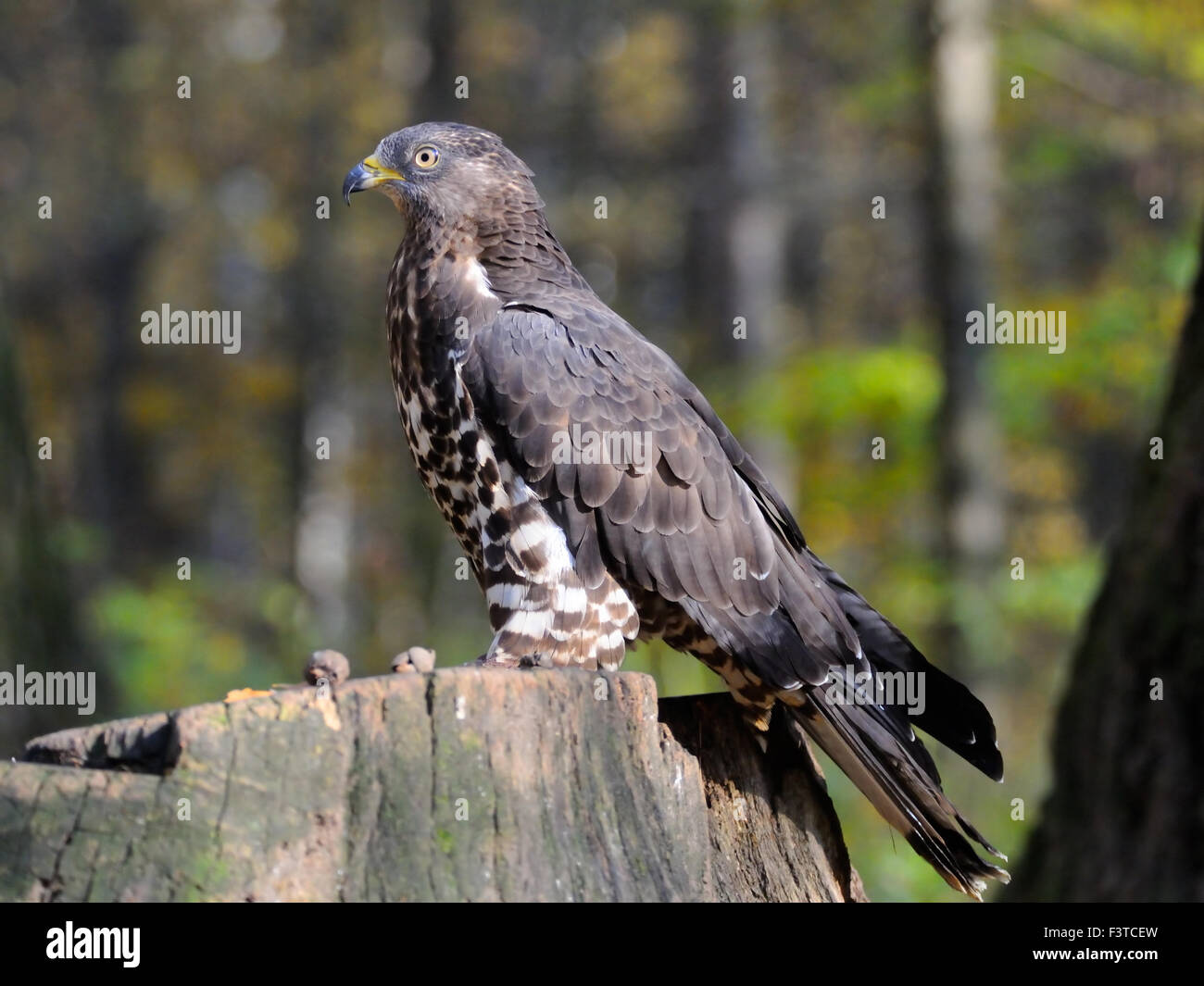The european honey buzzard hi-res stock photography and images - Alamy
