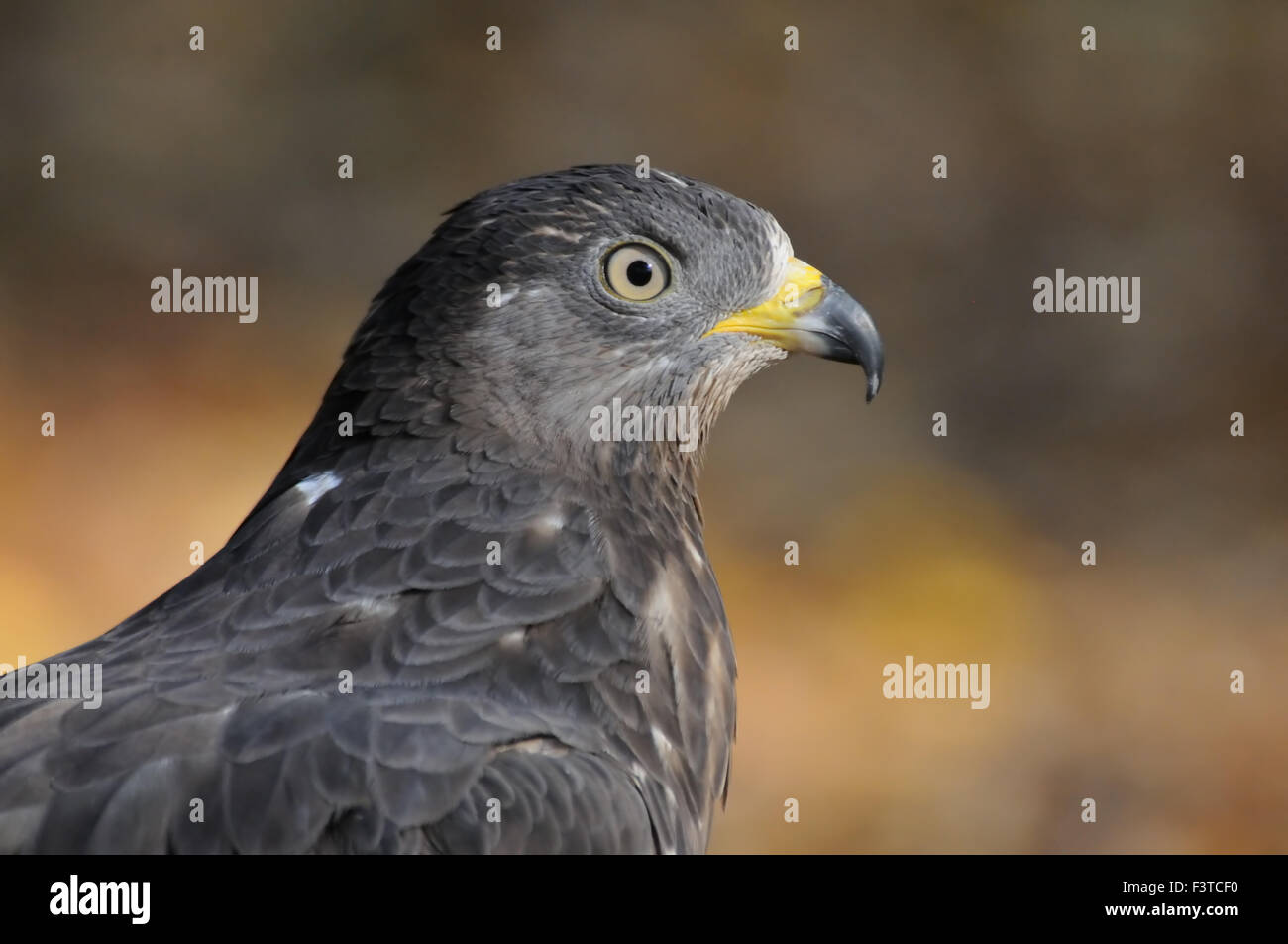 Portrait of European Honey Buzzard in autumn Stock Photo - Alamy