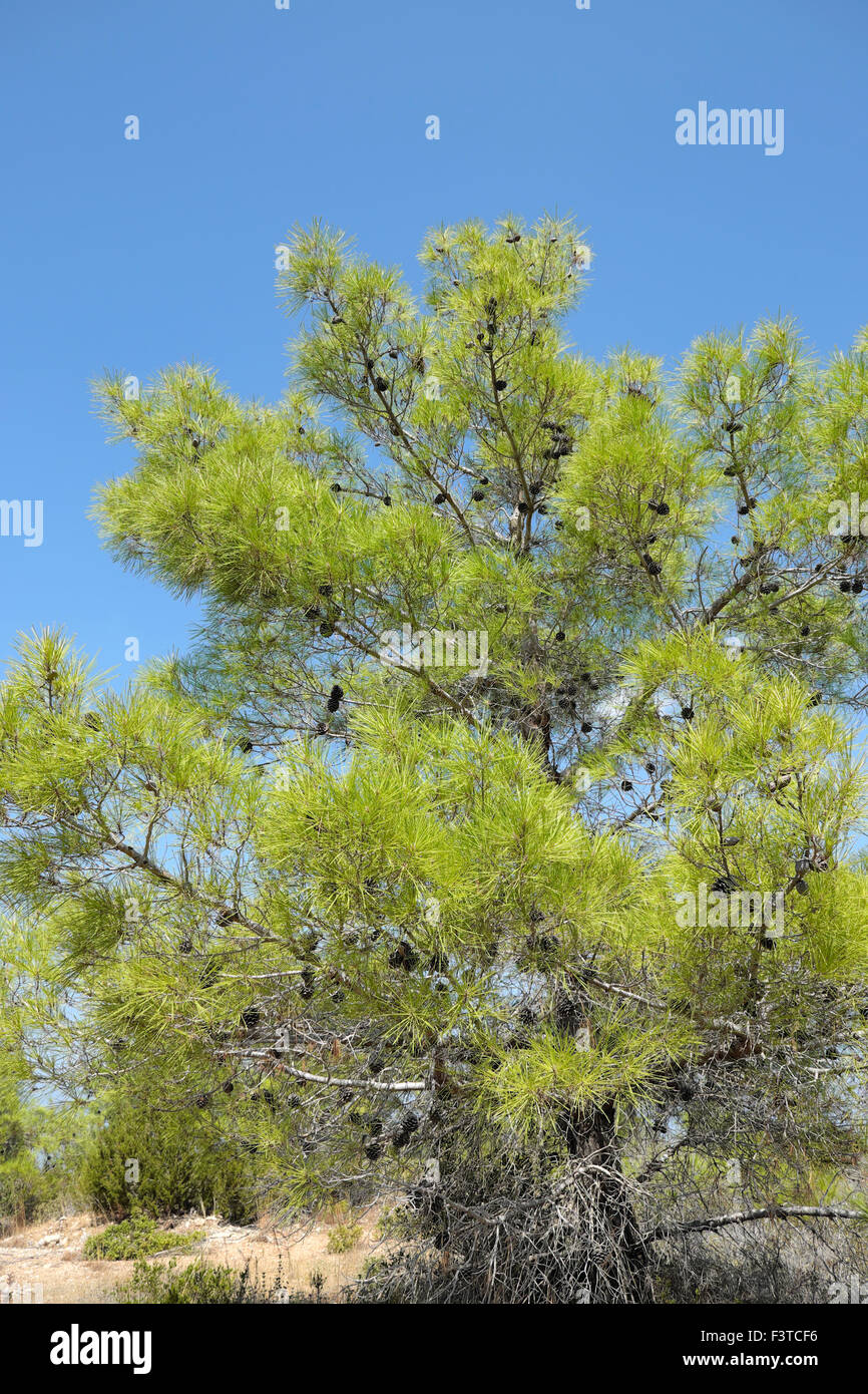 Cyprus trees hi-res stock photography and images - Alamy