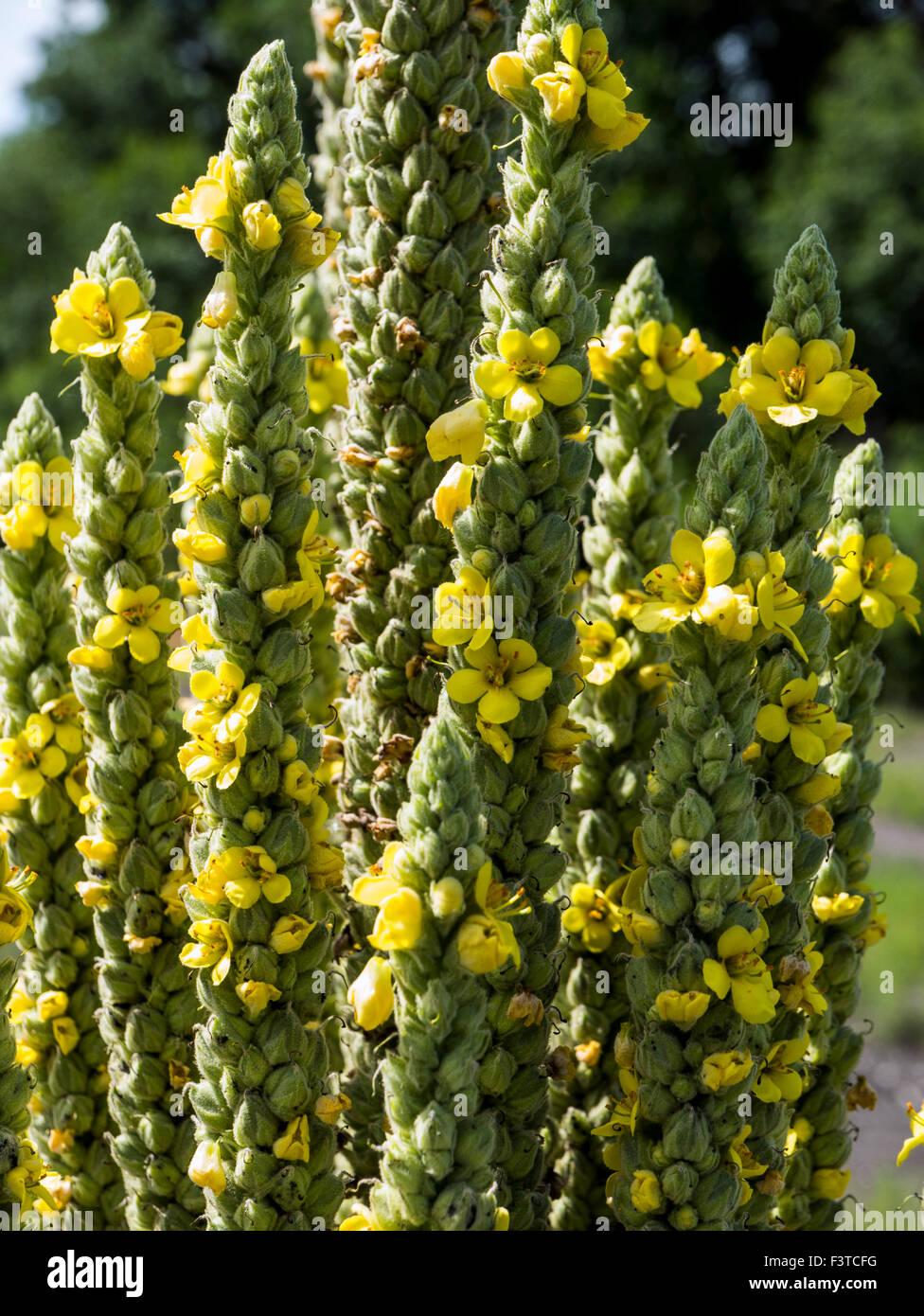 Common Mullein; velvet plant; Verbascum thapsus; Scrophulariaceae ...