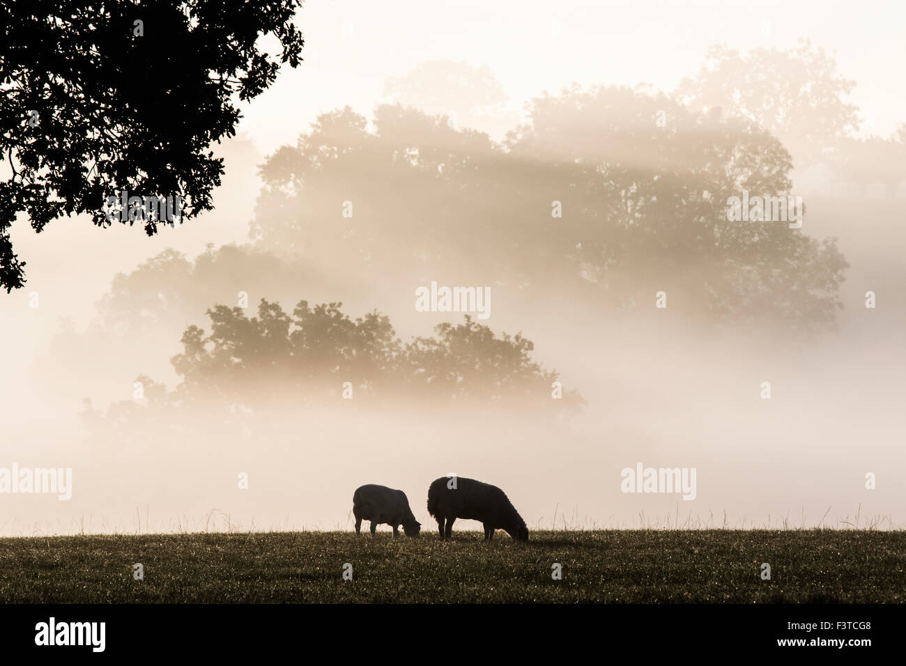 Dawn over English countryside, England, UK Stock Photo - Alamy