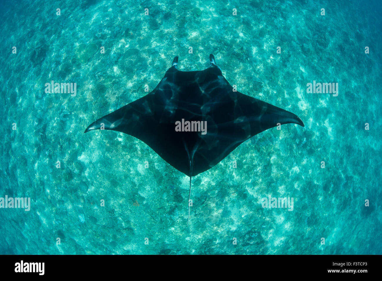 A large Manta ray (Manta alfredi) cruises above an oceanic pinnacle in ...