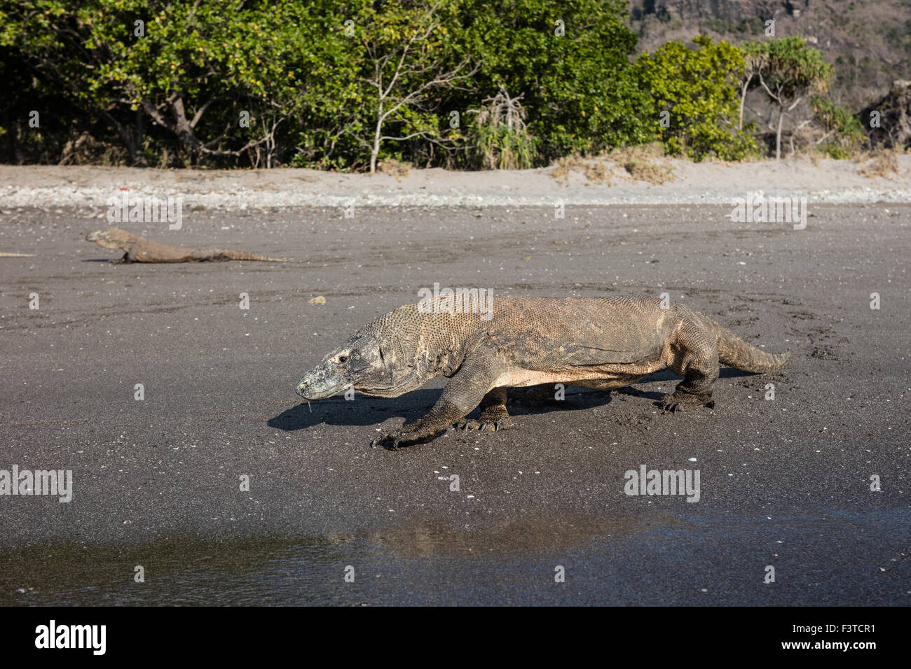 A Komodo dragon walks along the edge of the Pacific Ocean in Komodo ...