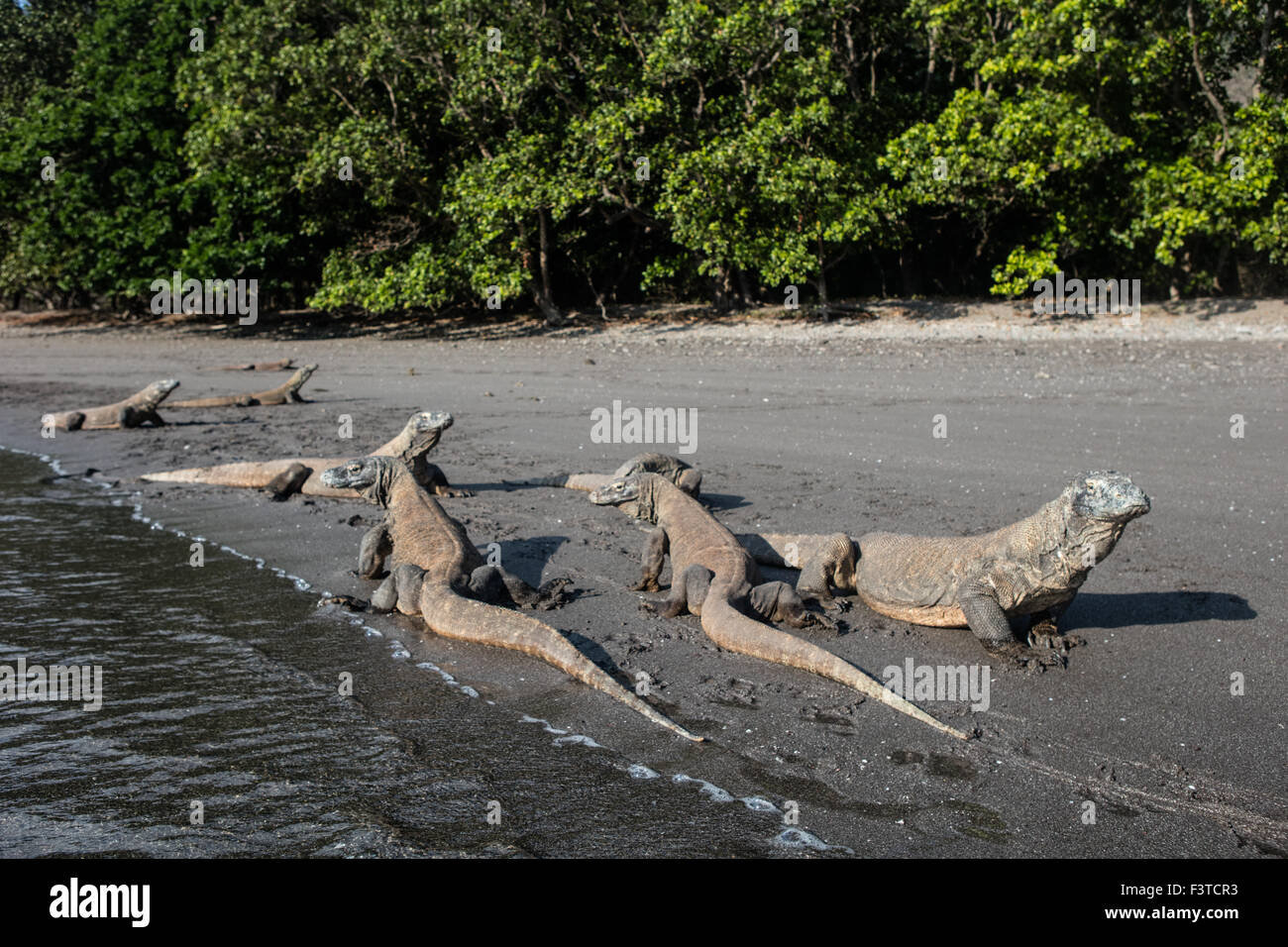 Varanus komodoensis habitat High Resolution Stock Photography and ...
