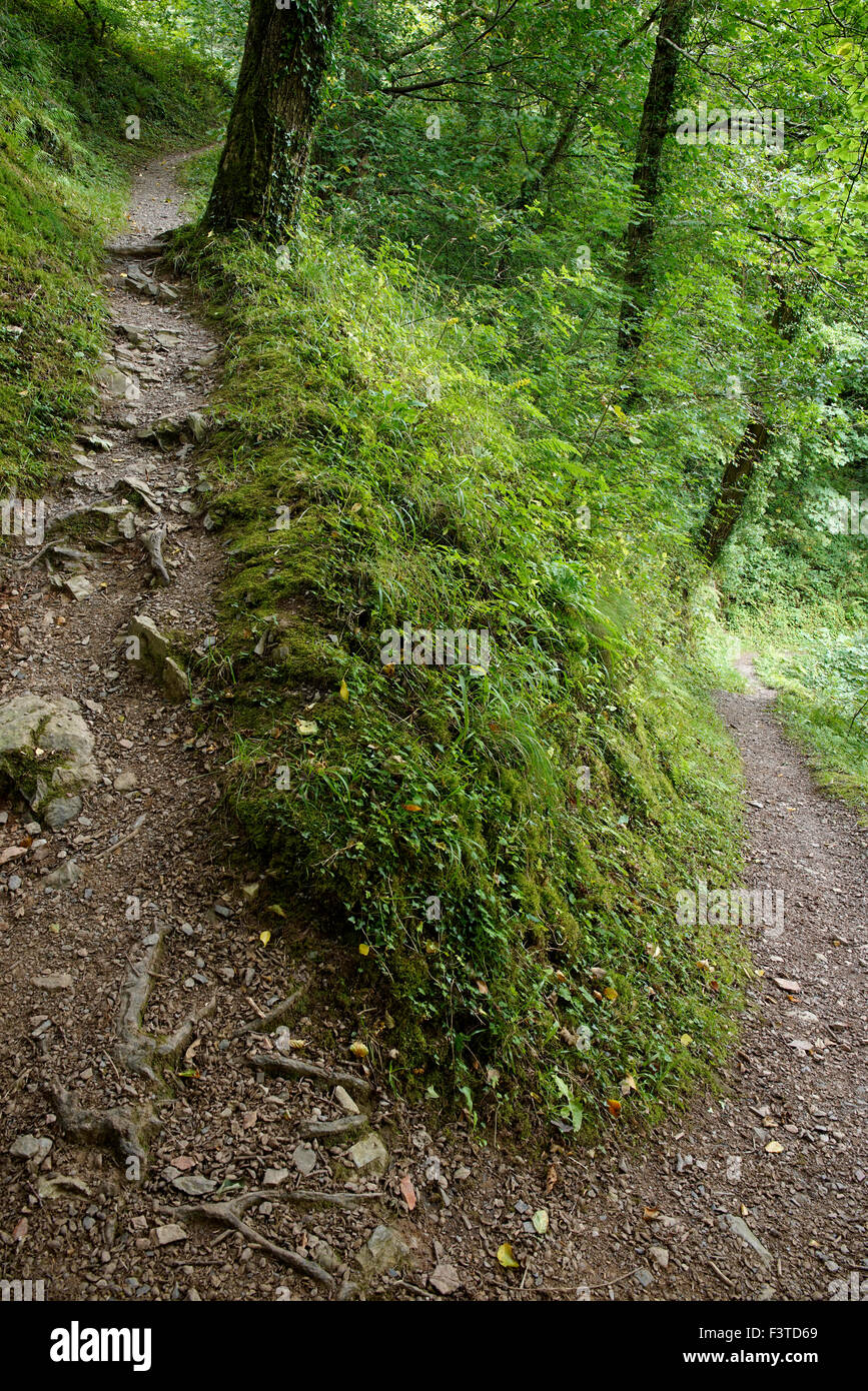 A steep path winding down into the gorge of the East Lyn River near ...