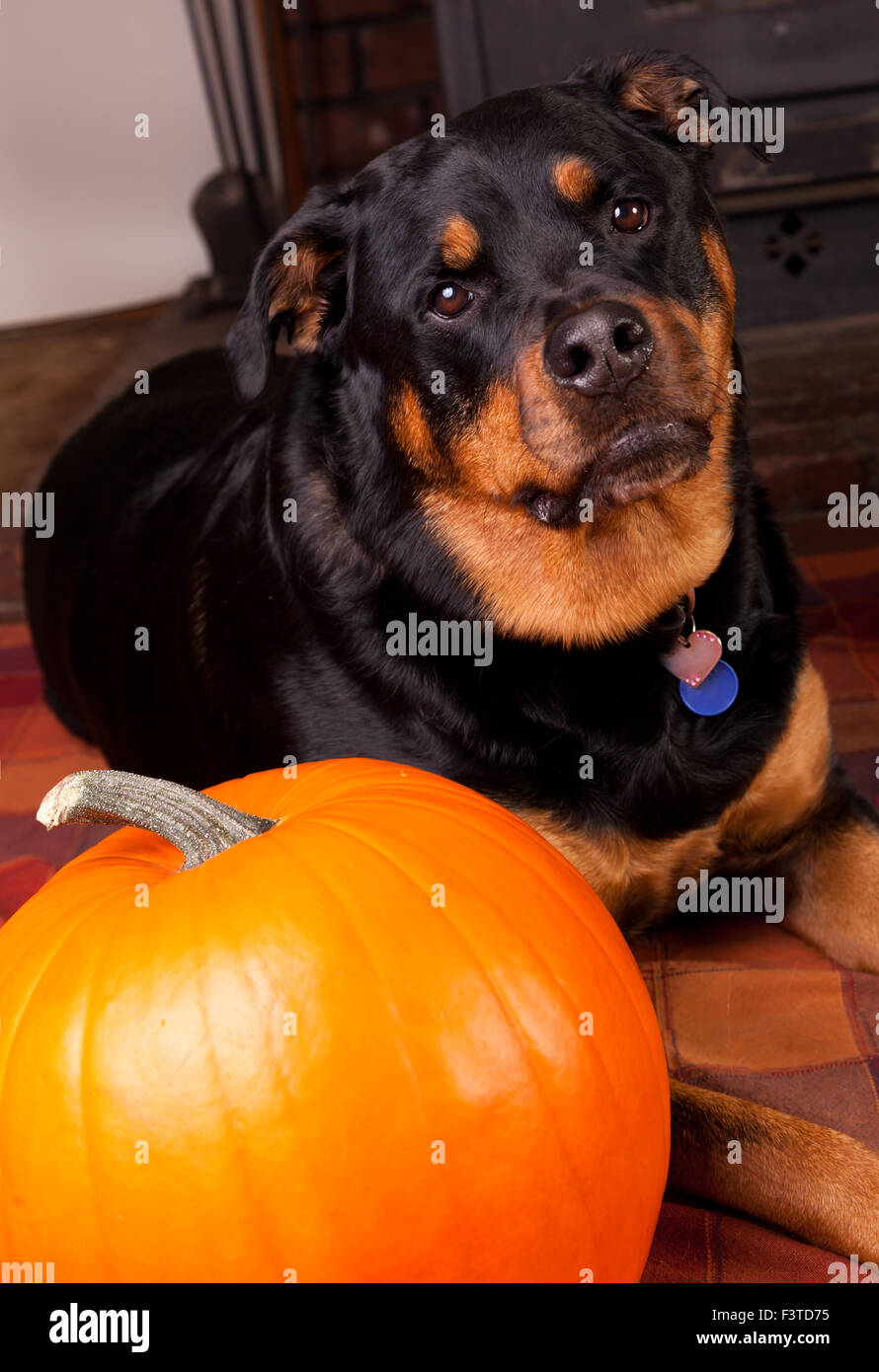 Rottweiler fall hi-res stock photography and images - Alamy