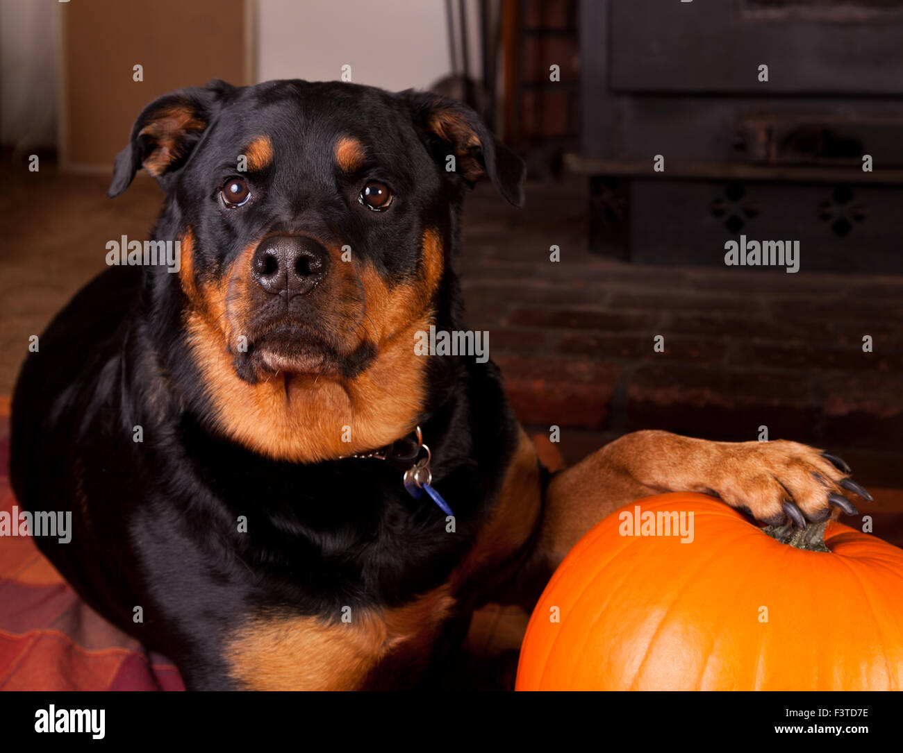 A female Rottweiler laying down at home with her paw on the pumpkin she ...