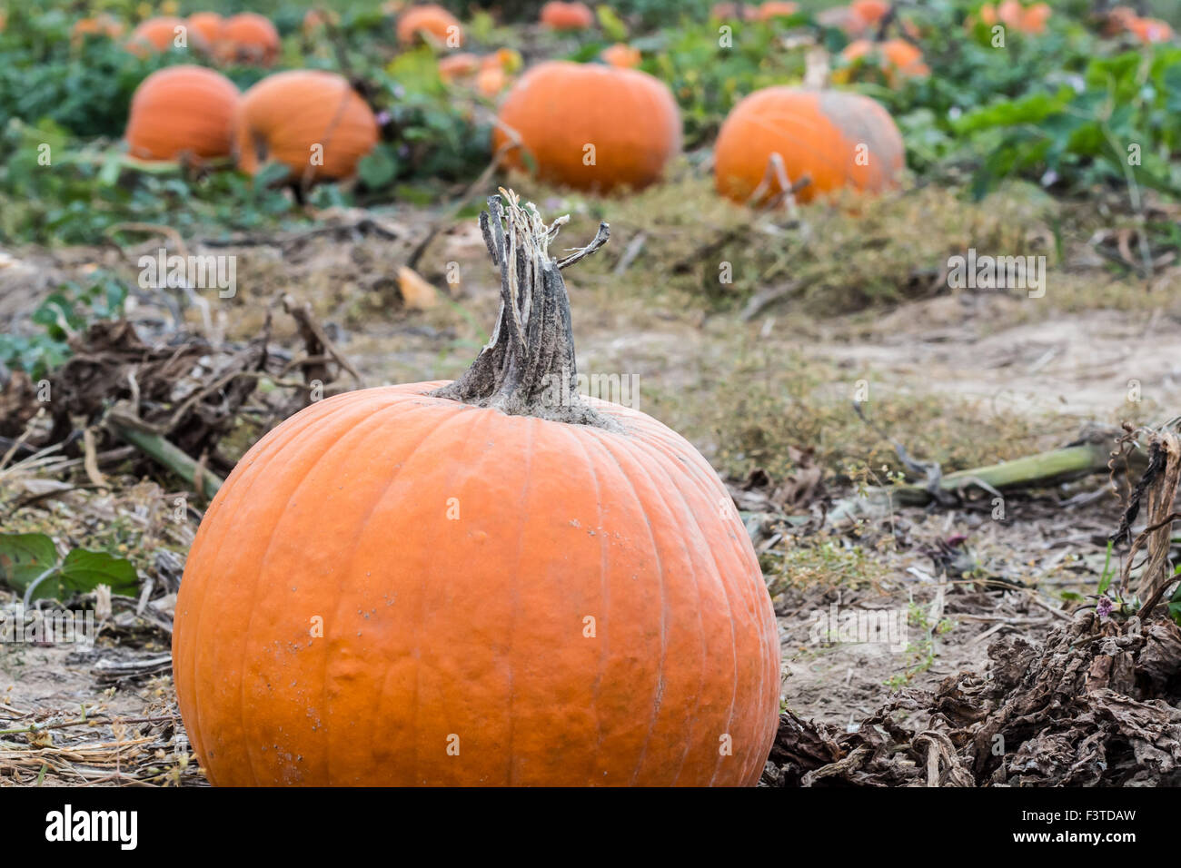 Pumpkins in a Pumpkin Patch Stock Photo - Alamy