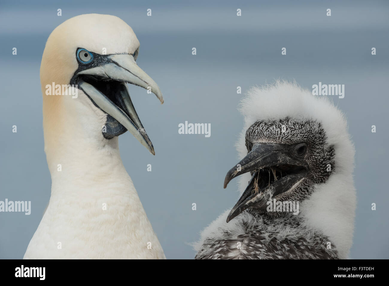 Gannet (Morus bassanus) with chick Stock Photo - Alamy