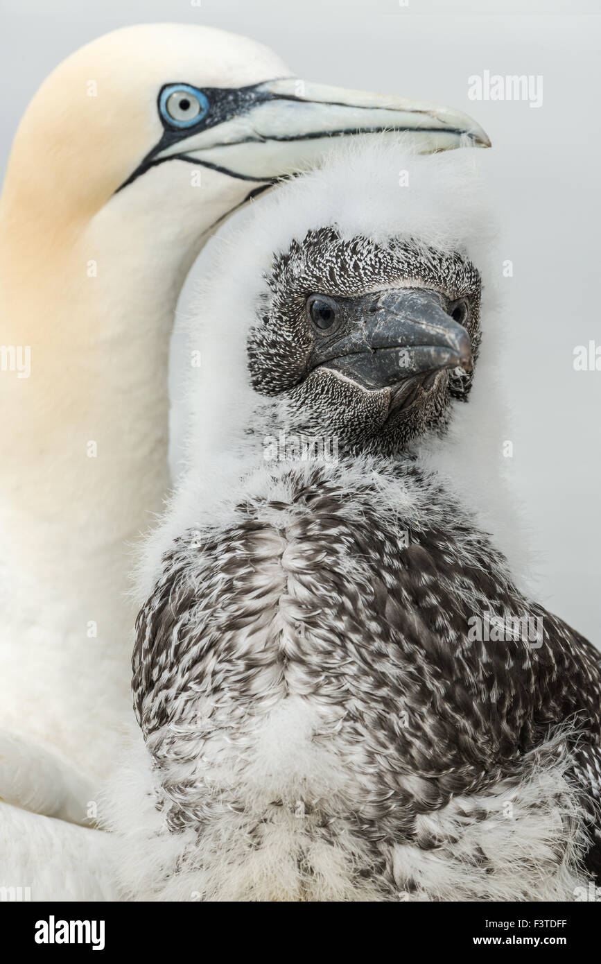 Northern gannet chick portrait hi-res stock photography and images - Alamy