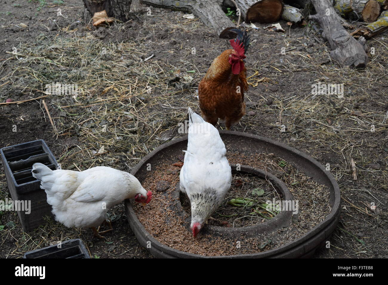 Hens in the yard of a hen house Stock Photo - Alamy