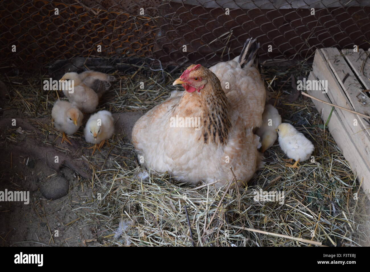 Chicken mother with chickens Stock Photo - Alamy