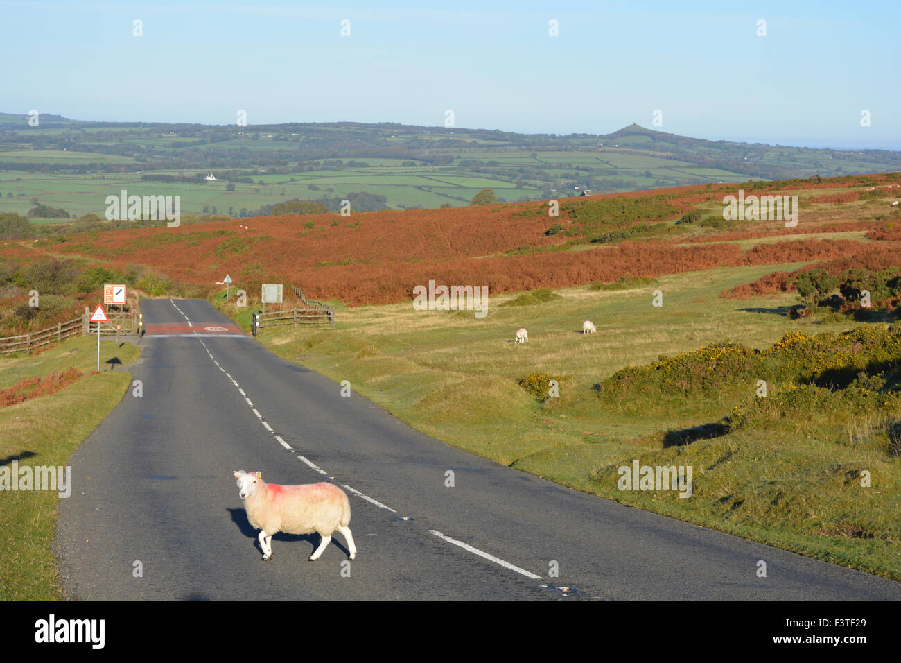 Sheep crossing road hi-res stock photography and images - Alamy