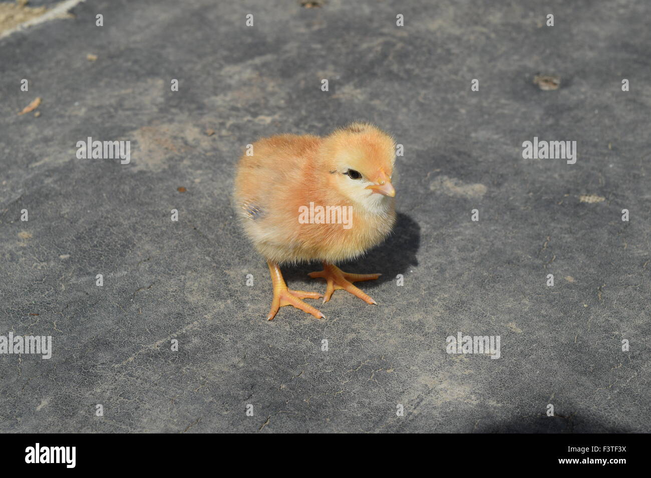 Daily chicken. Maintenance of poultry Stock Photo - Alamy