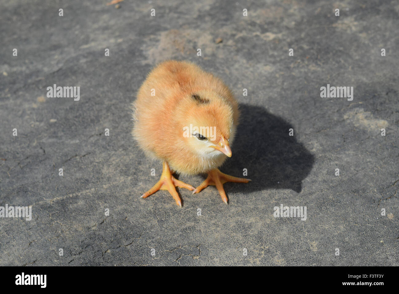 Daily chicken. Maintenance of poultry Stock Photo - Alamy