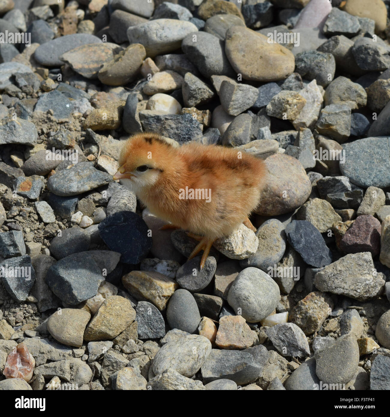 Daily chicken. Maintenance of poultry Stock Photo - Alamy