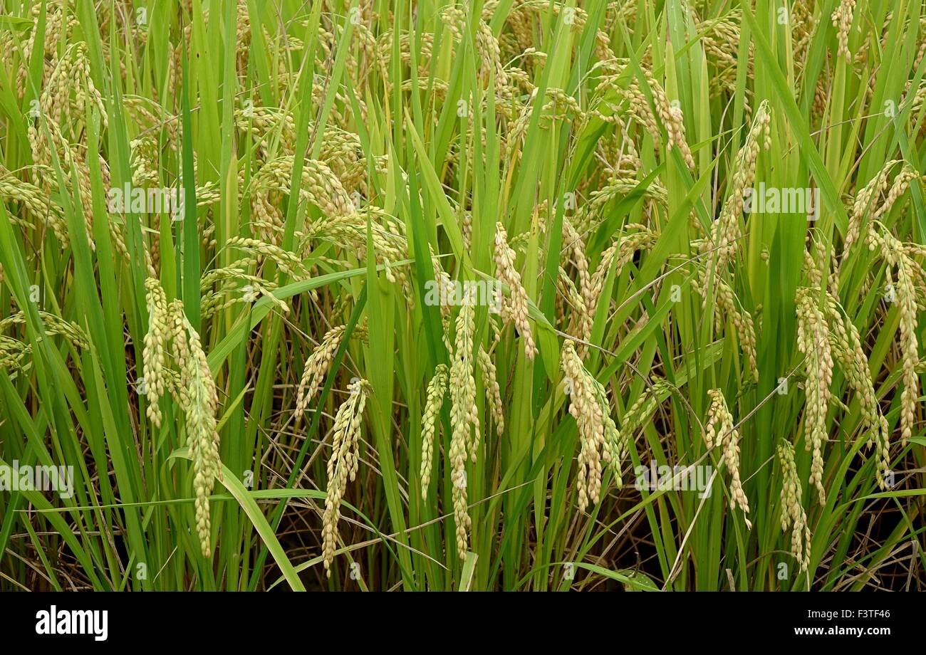 Ears of rice heavy with plump grain kernels, ready for harvest Stock ...