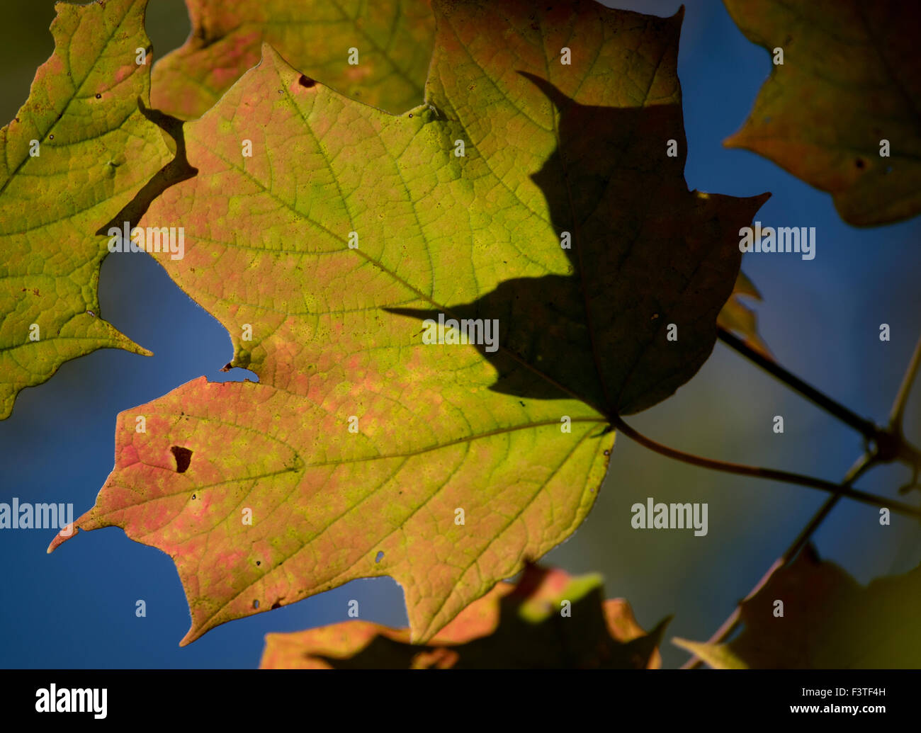 Colorful maple leaves Stock Photo - Alamy