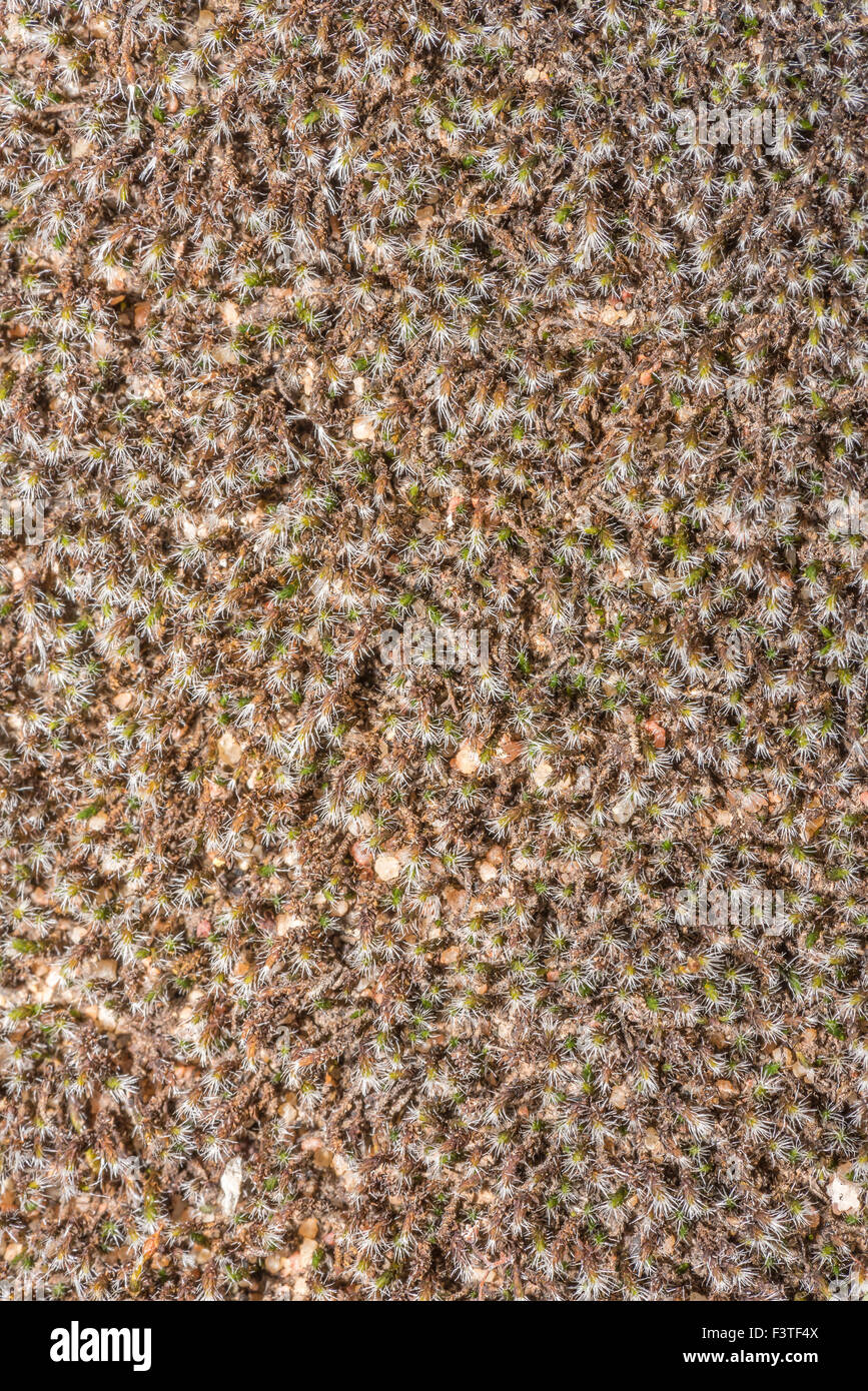Close-up of moss growing at Gifberg (Poison Mountain) near Vanrhynsdorp ...