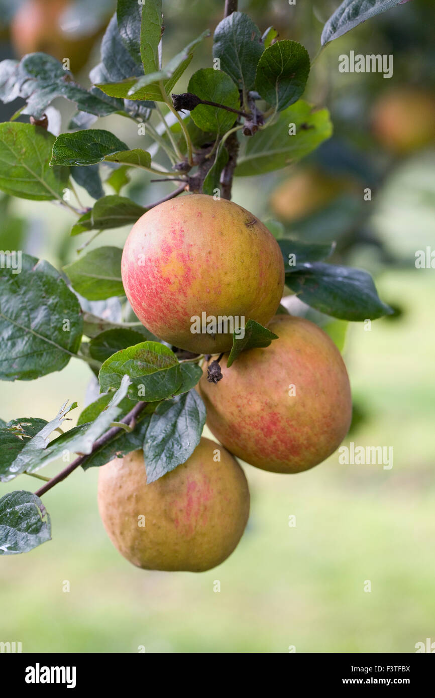 Malus domestica. Apple 'Ross Nonpareil' growing in an English Orchard ...