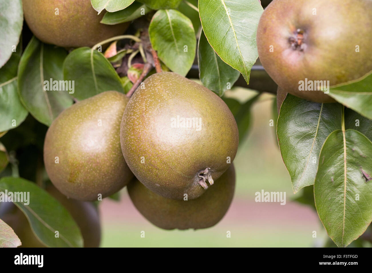 Russet pear leaf hi-res stock photography and images - Alamy
