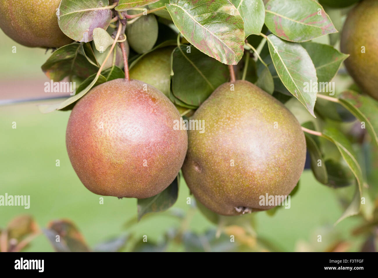 English pears hi-res stock photography and images - Alamy
