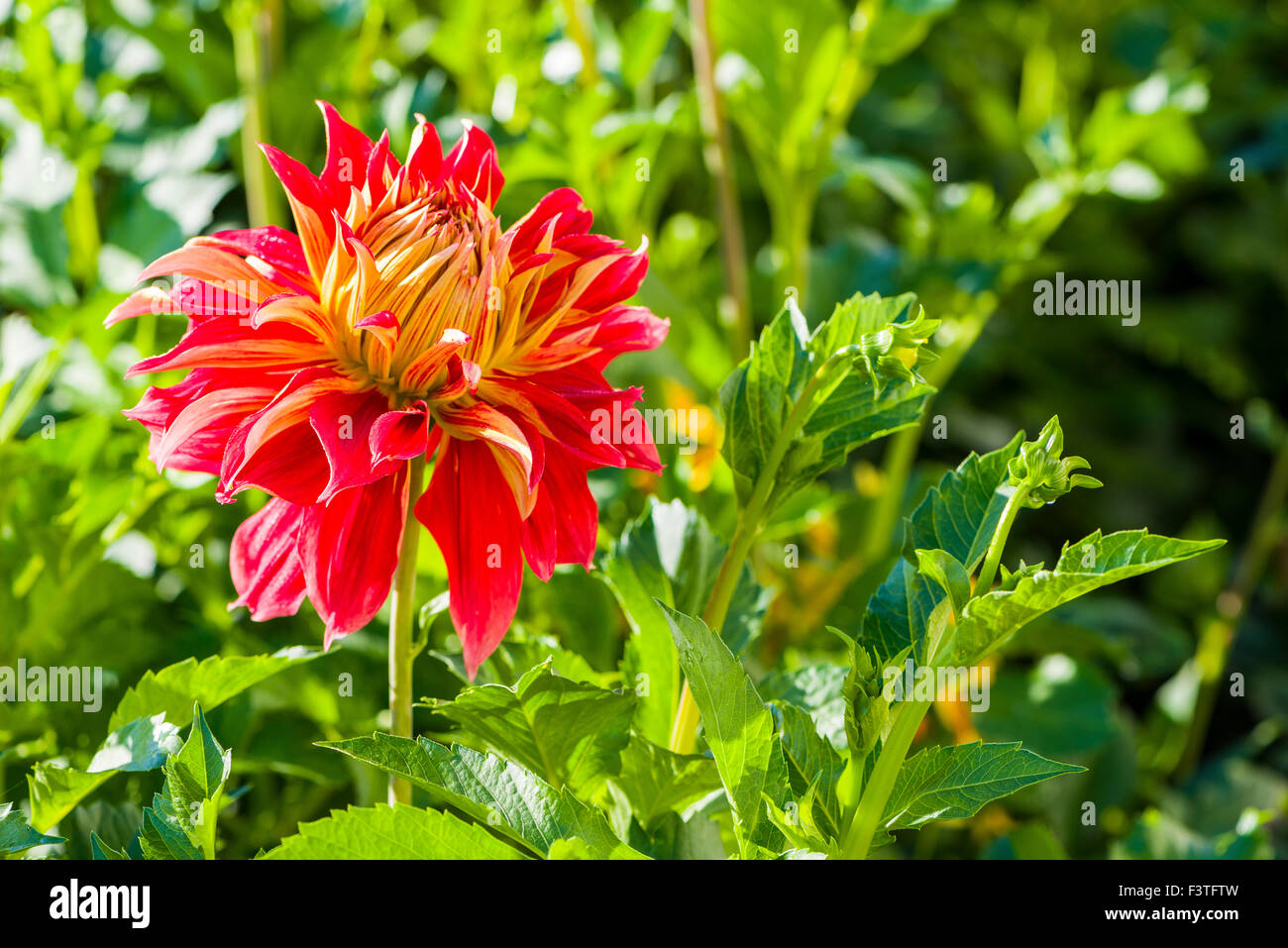 The flower in blossom of a dahlia named Nick Sr Stock Photo - Alamy