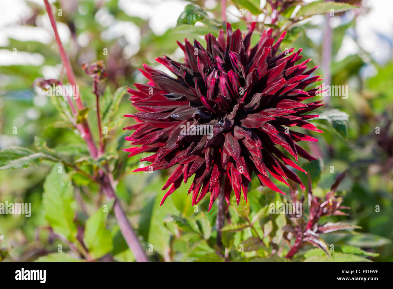 Red jack flower hi-res stock photography and images - Alamy