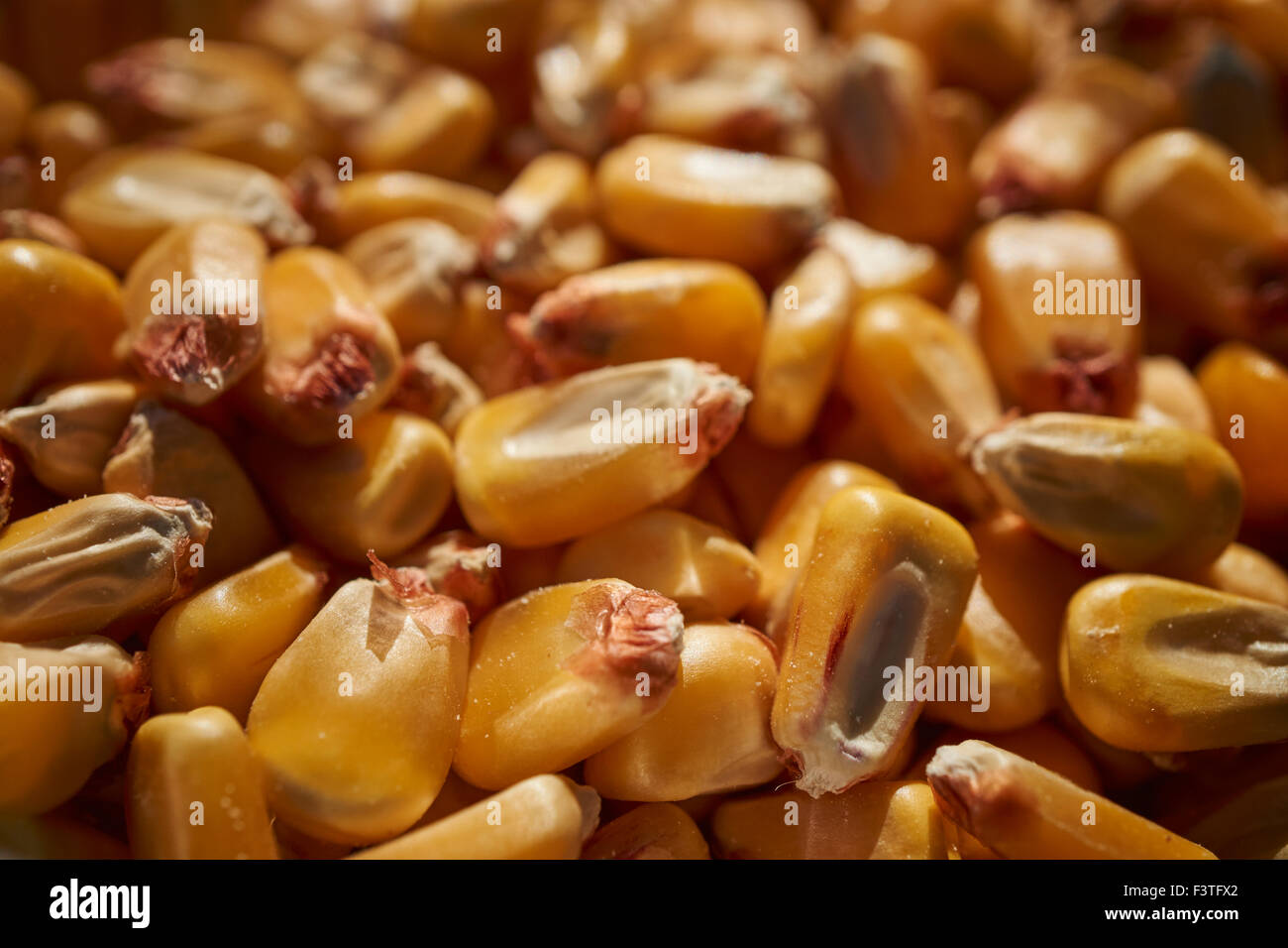 Maize Grains
