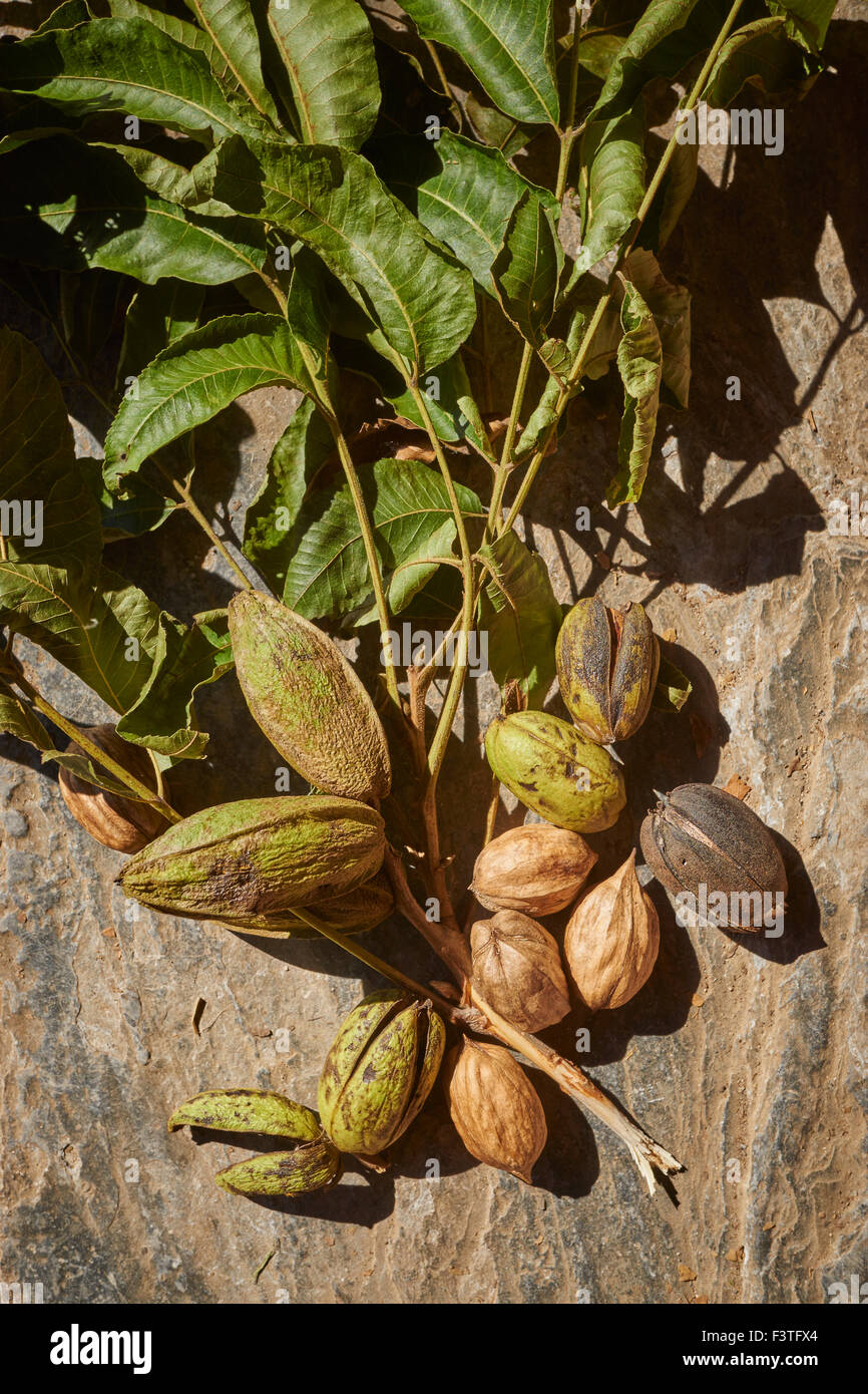 Pecan tree leaves hi-res stock photography and images - Alamy