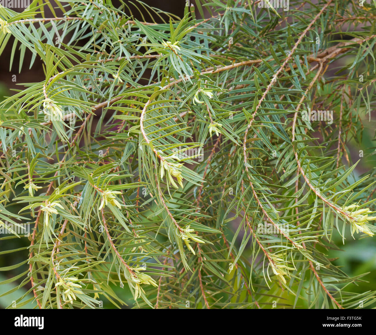 Tea tree (Melaleuca alternifolia) branch and leaves on natural ...