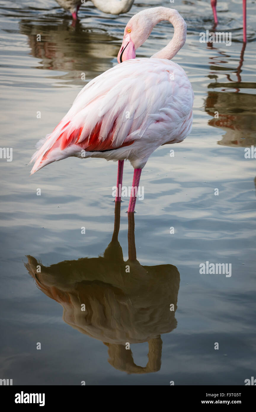 Pink big bird Greater Flamingo (Phoenicopterus ruber) in the water ...