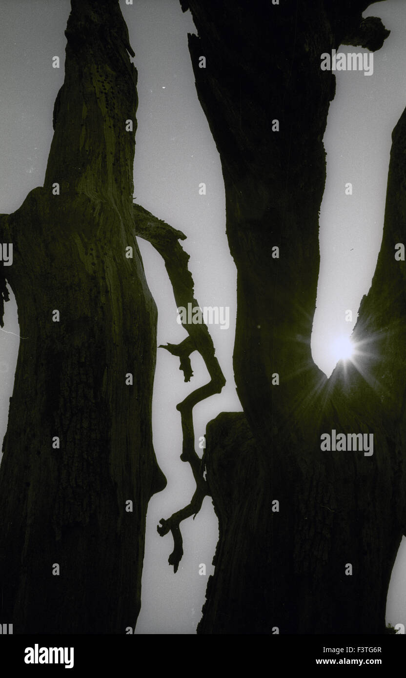 sun coming through a dead tree at high elevation in the Sierra Nevadas ...