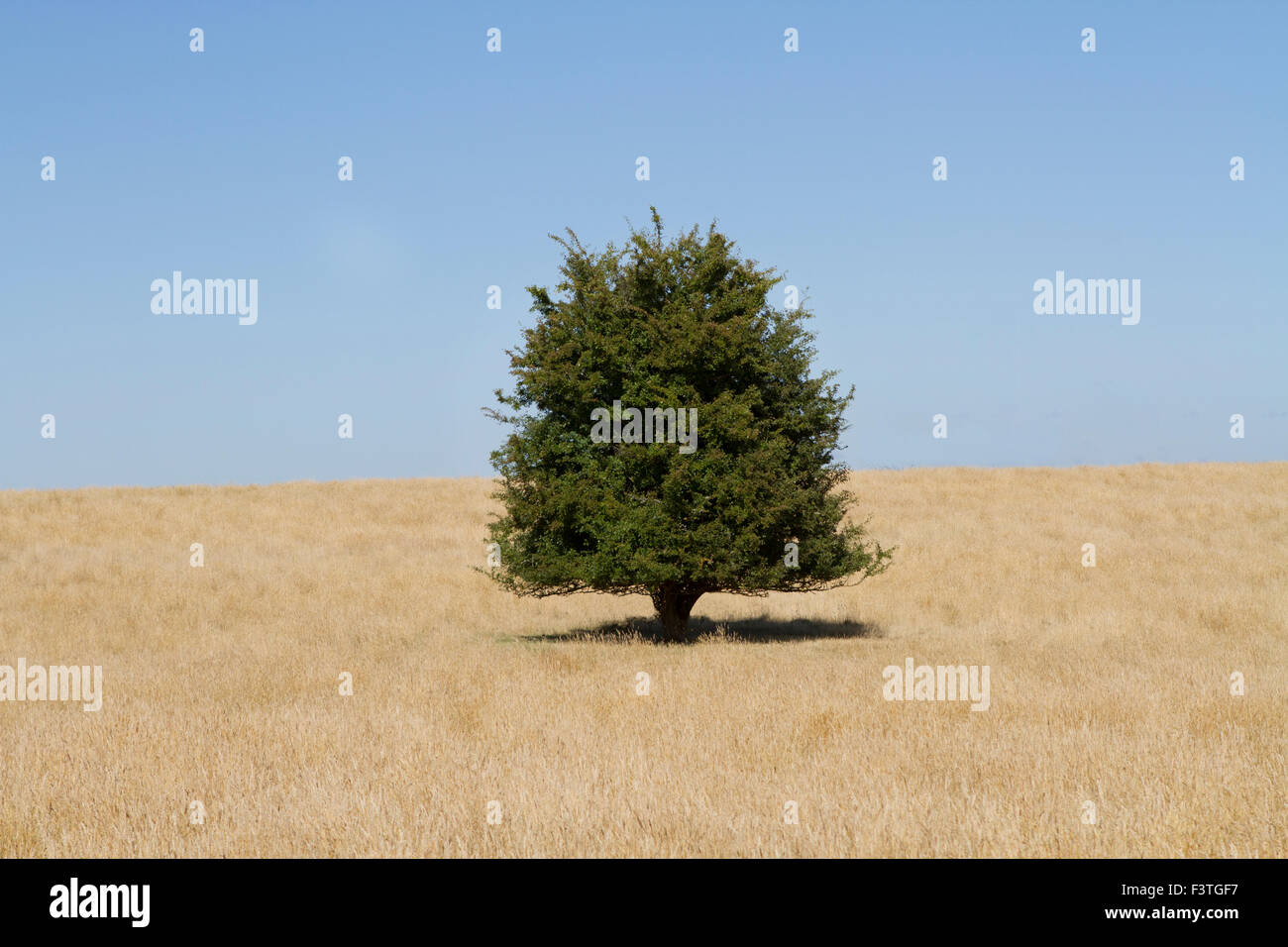 Tree in field Stock Photo - Alamy