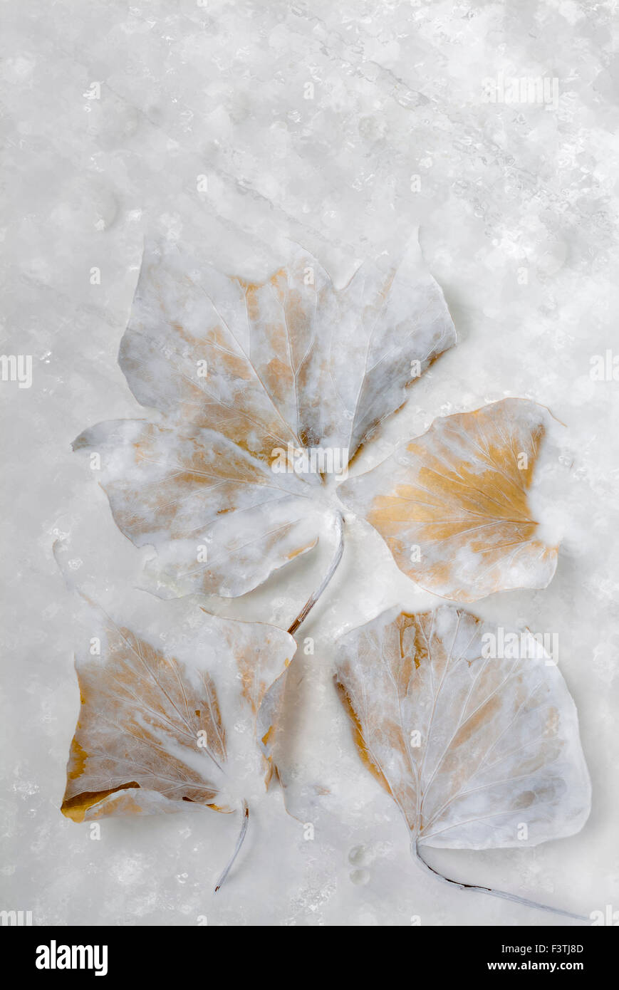 Autumn leaves fallen in ice and snow Stock Photo - Alamy