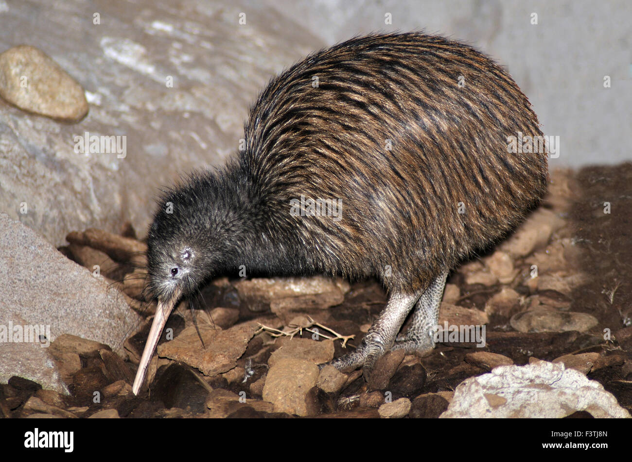 North Island brown kiwi, Apteryx australis, foraging for worms; New ...