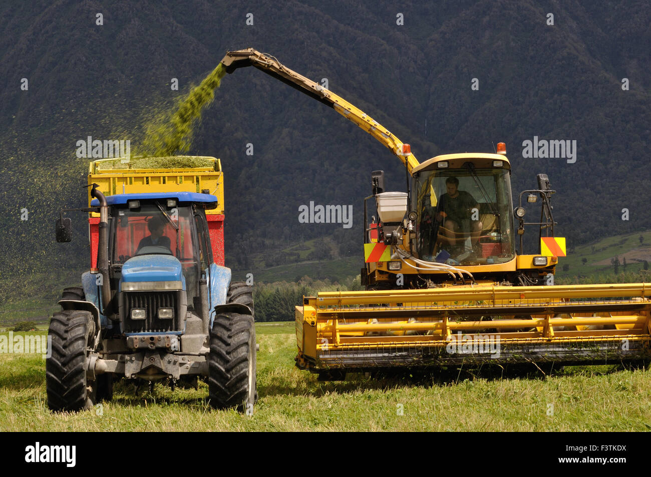 Farmers harvest a crop of triticale for silage on a dairy farm Stock ...