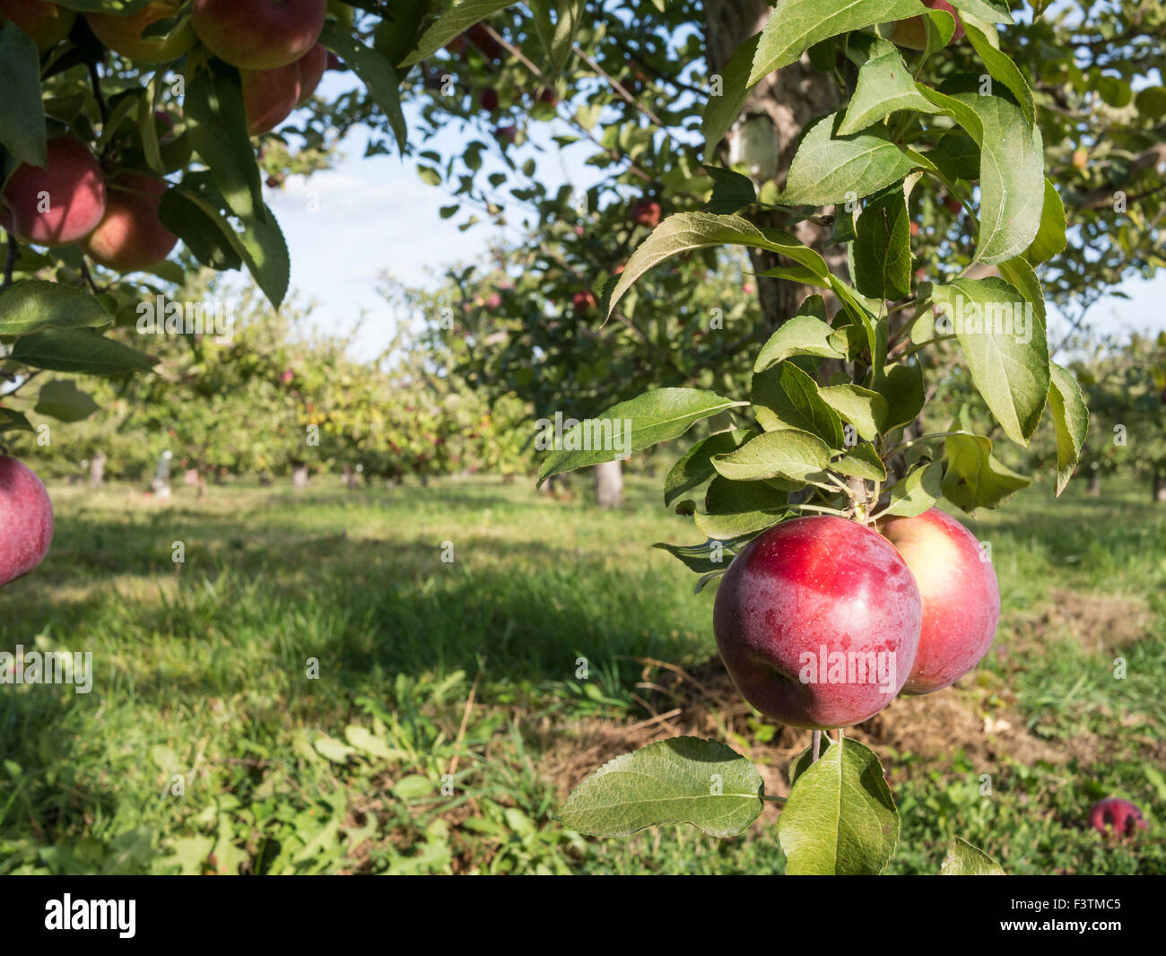 Mutsu apple hi-res stock photography and images - Alamy