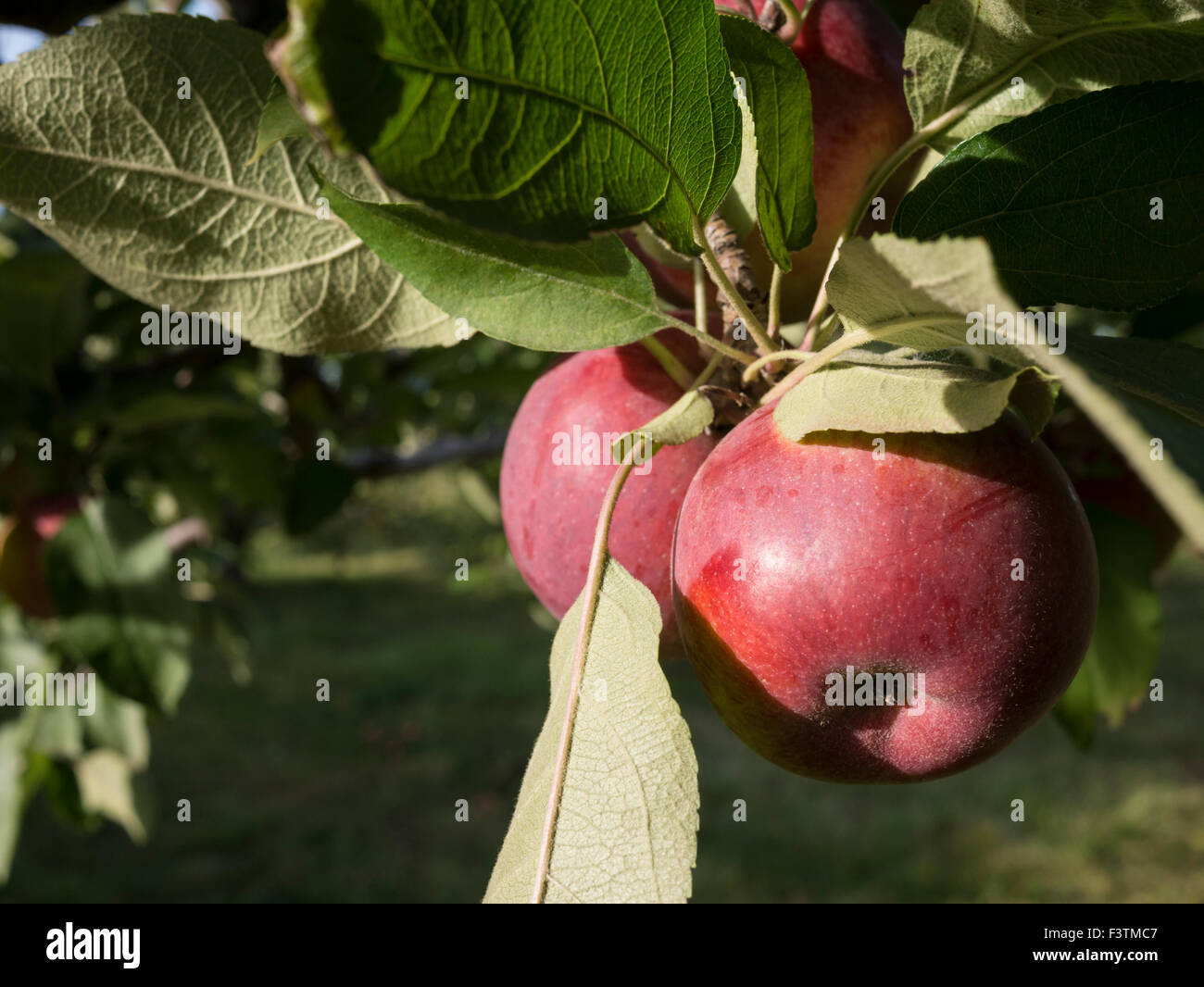 Mutsu apple hi-res stock photography and images - Alamy