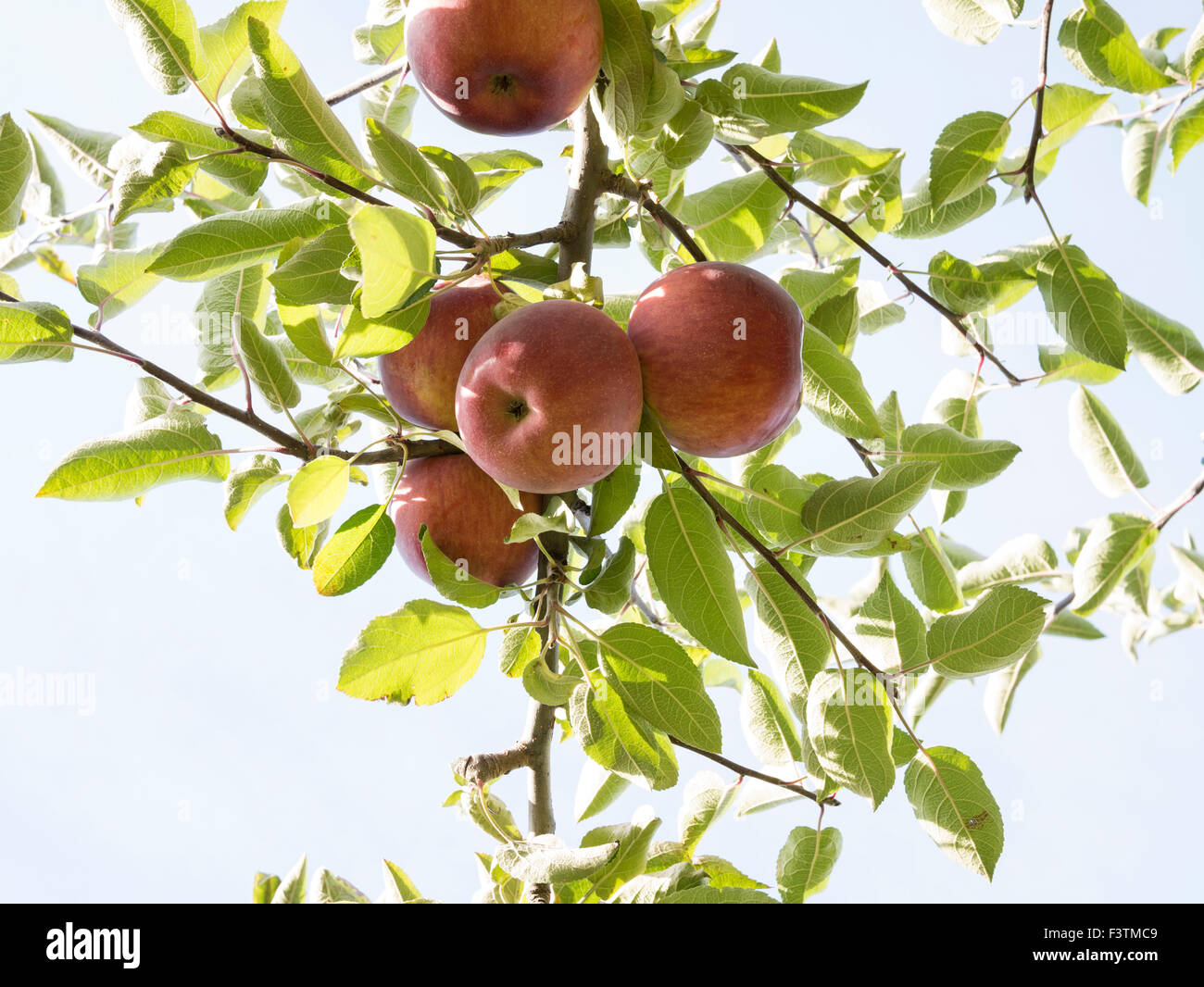 Close up of apples in an apple orchard. Apple orchards of Ontario ...