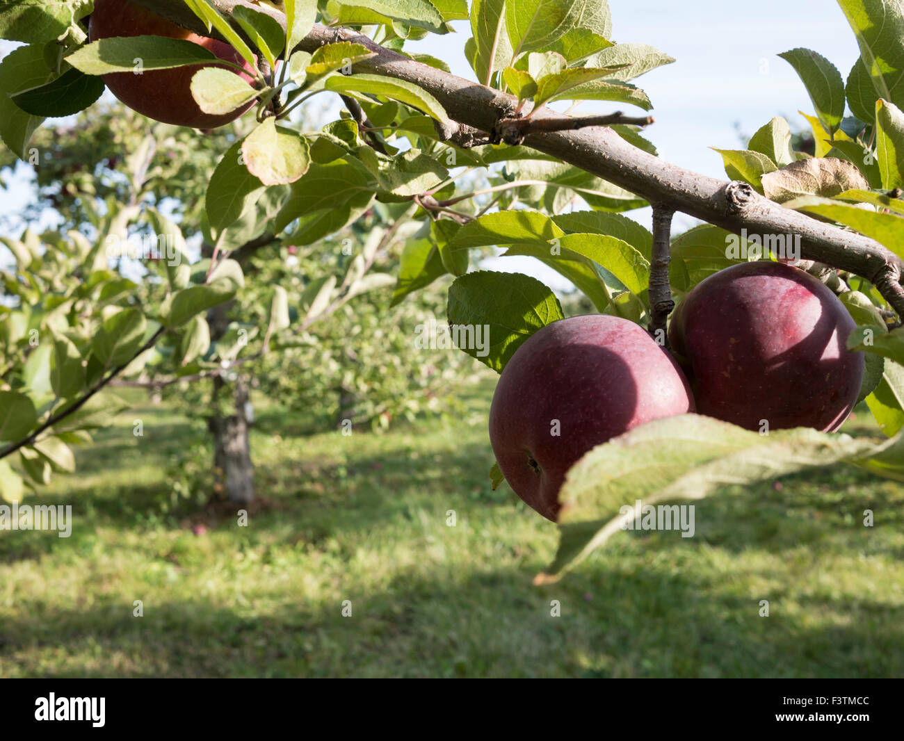 Close up of apples in an apple orchard. Apple orchards of Ontario ...