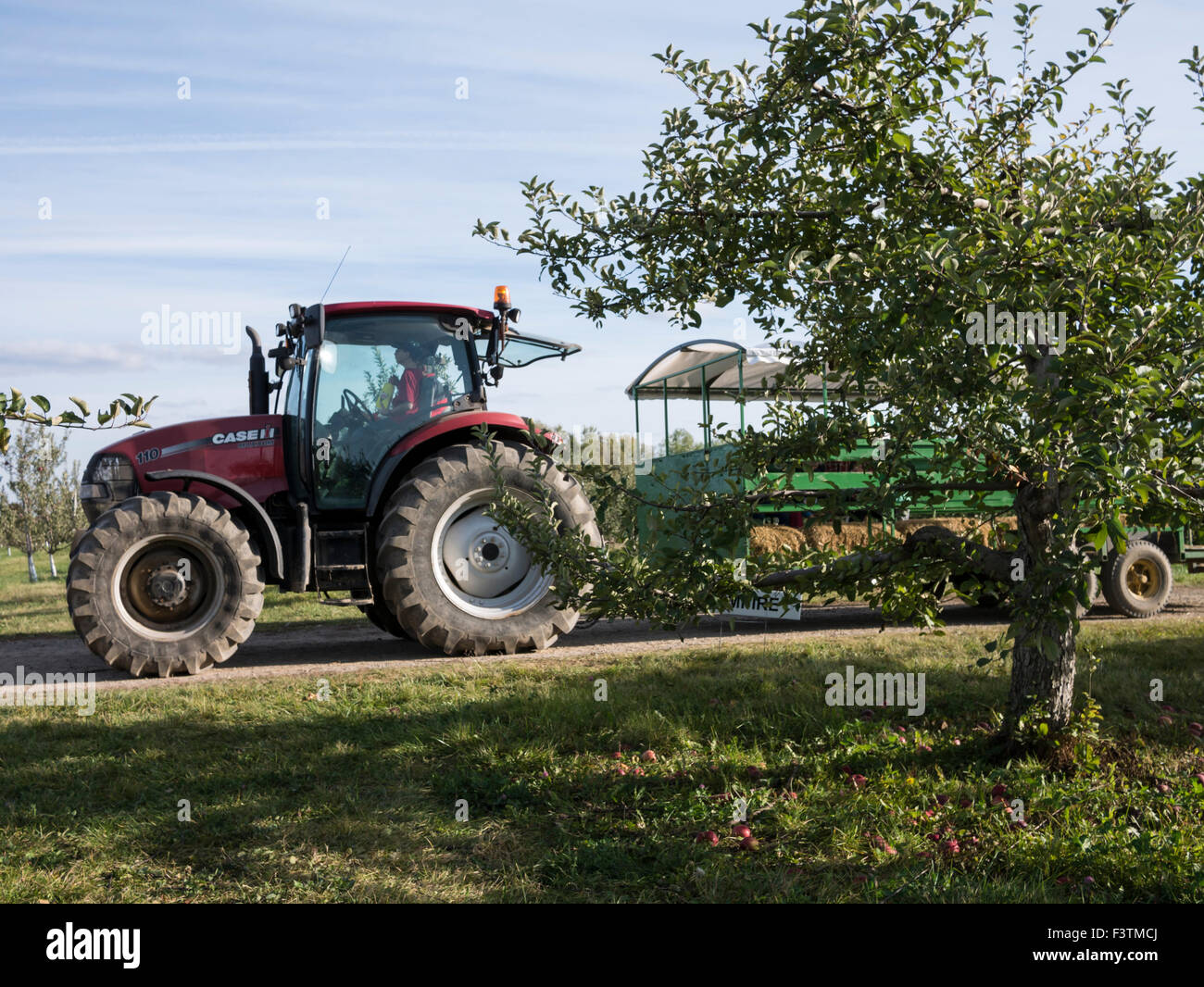 Apple farm orchard in Ontario Canada Stock Photo - Alamy