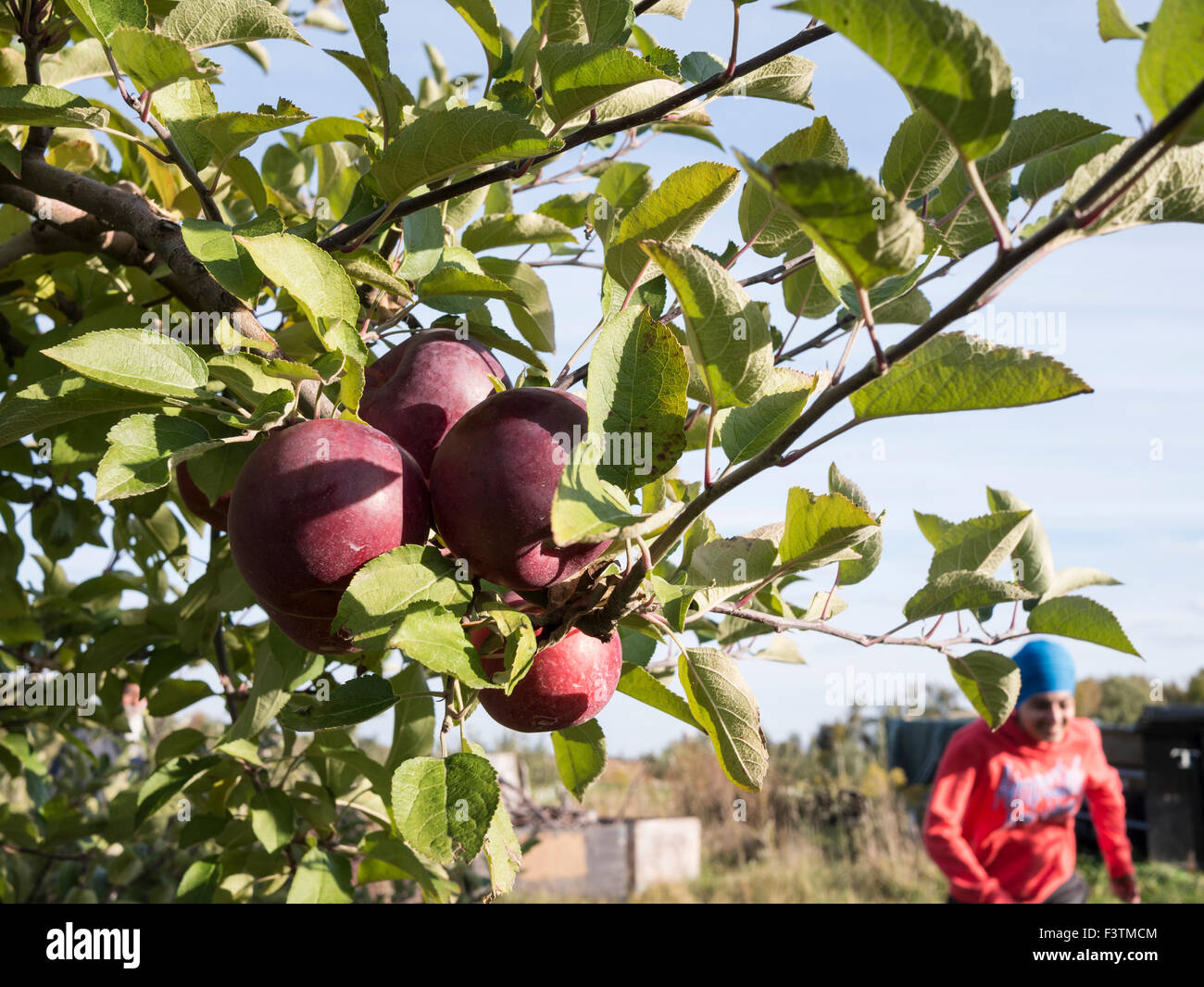 Close up of apples in an apple orchard. Apple orchards of Ontario ...