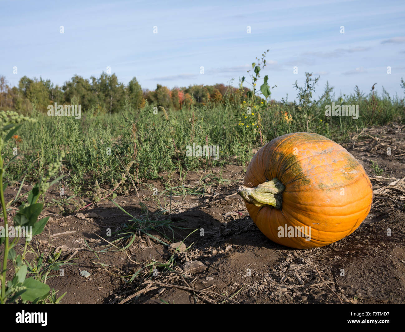 Pumpkin field during autumn harvest time Stock Photo - Alamy