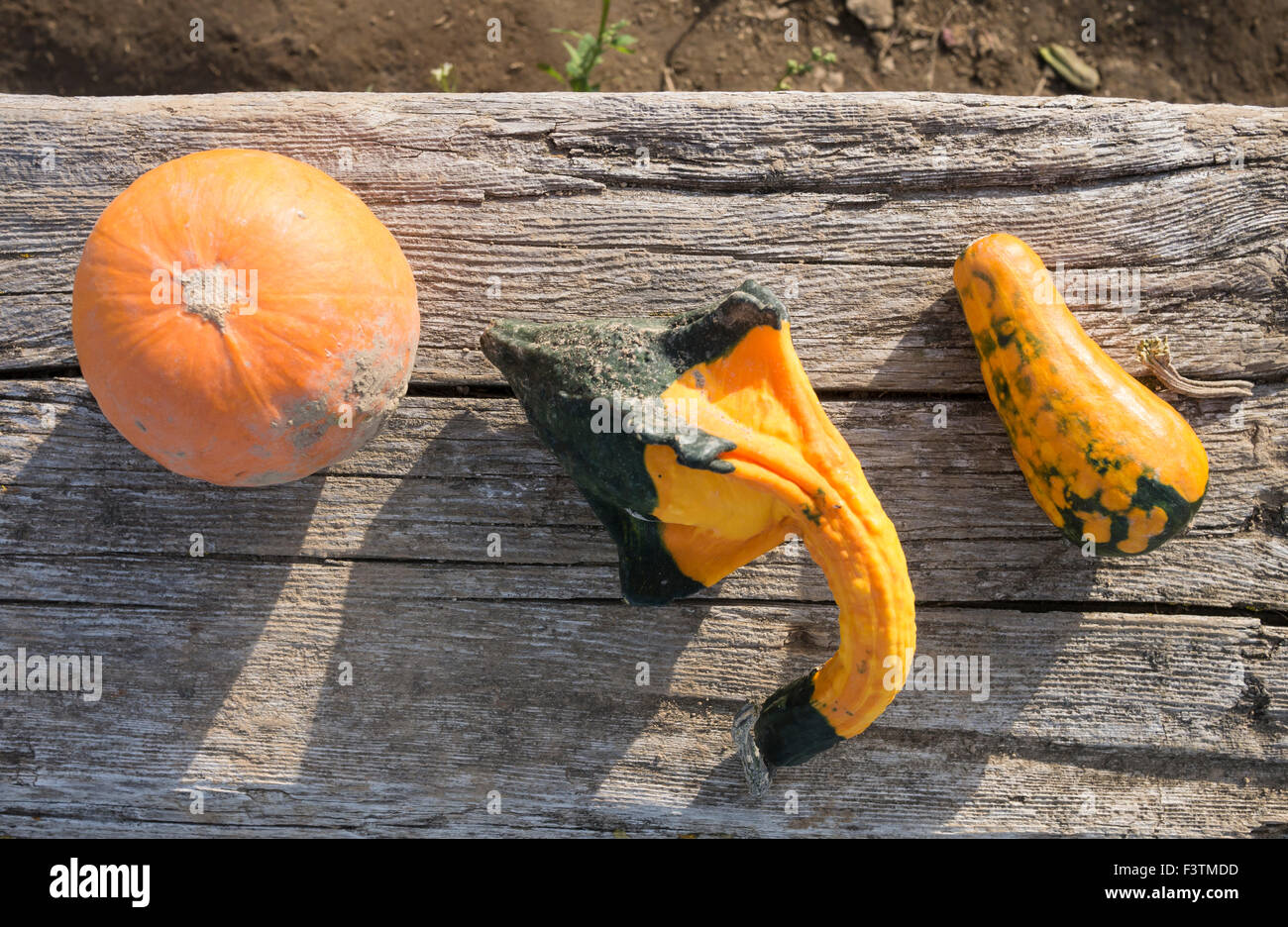 Squash, pumpkin, gourds on display in a farm bench Stock Photo - Alamy