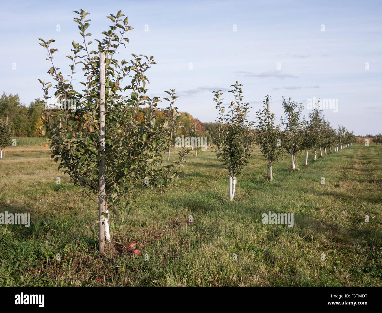 Apple saplings in an apple orchard. Apple orchards of Ontario,Canada ...