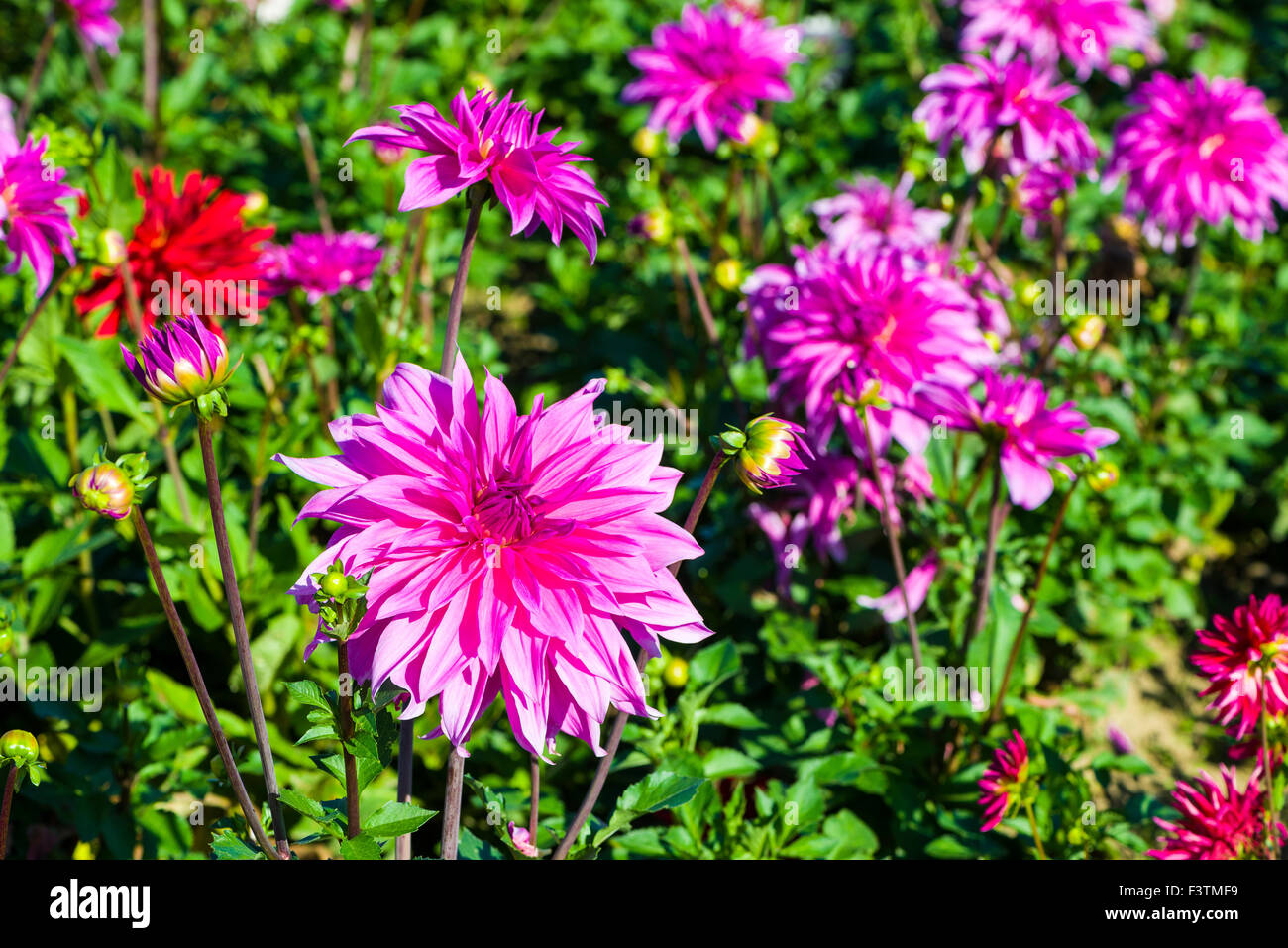 The flower in blossom of a dahlia named Rosa Babylon Stock Photo - Alamy