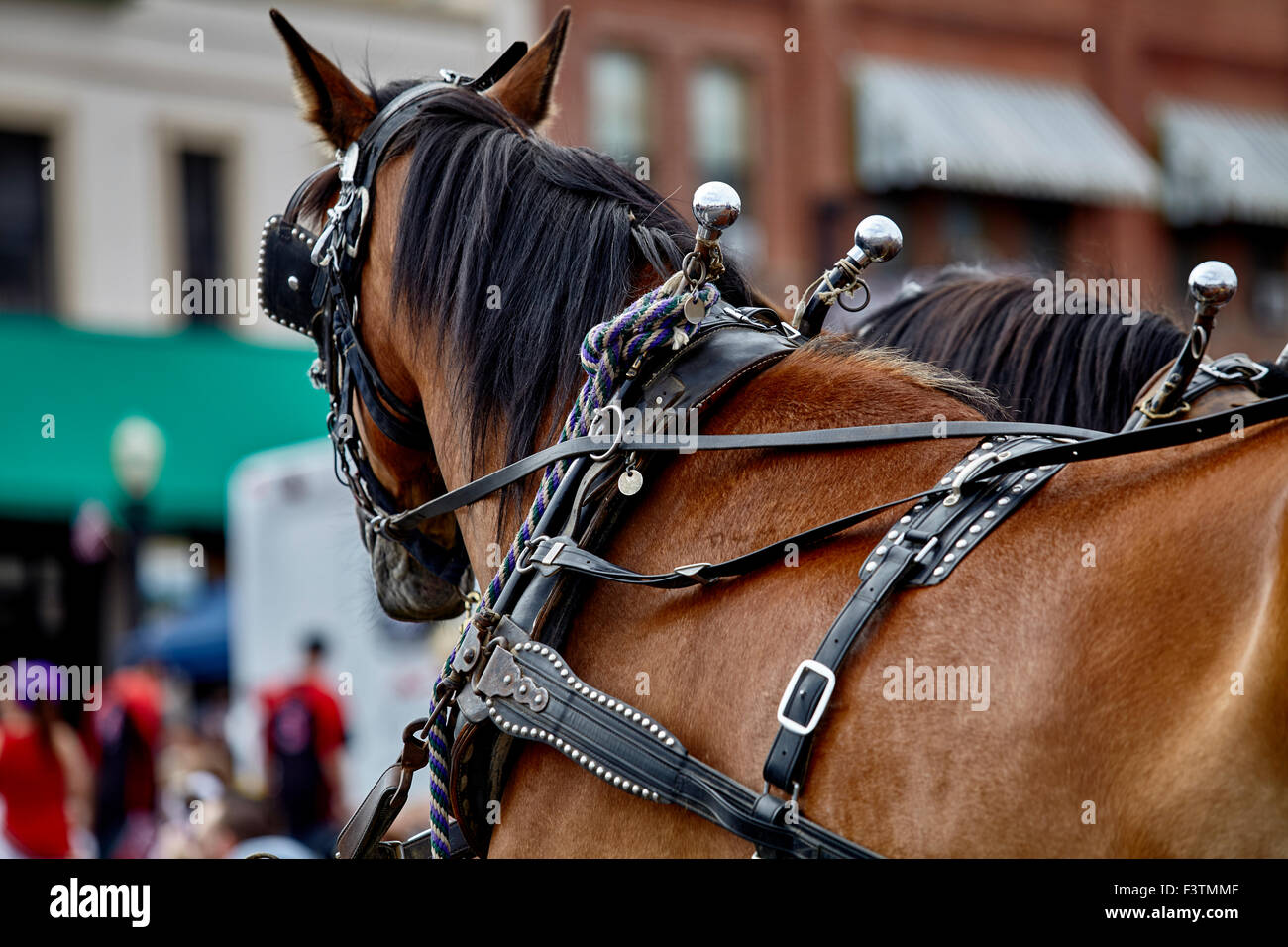 Horse drawn trailer hi-res stock photography and images - Alamy